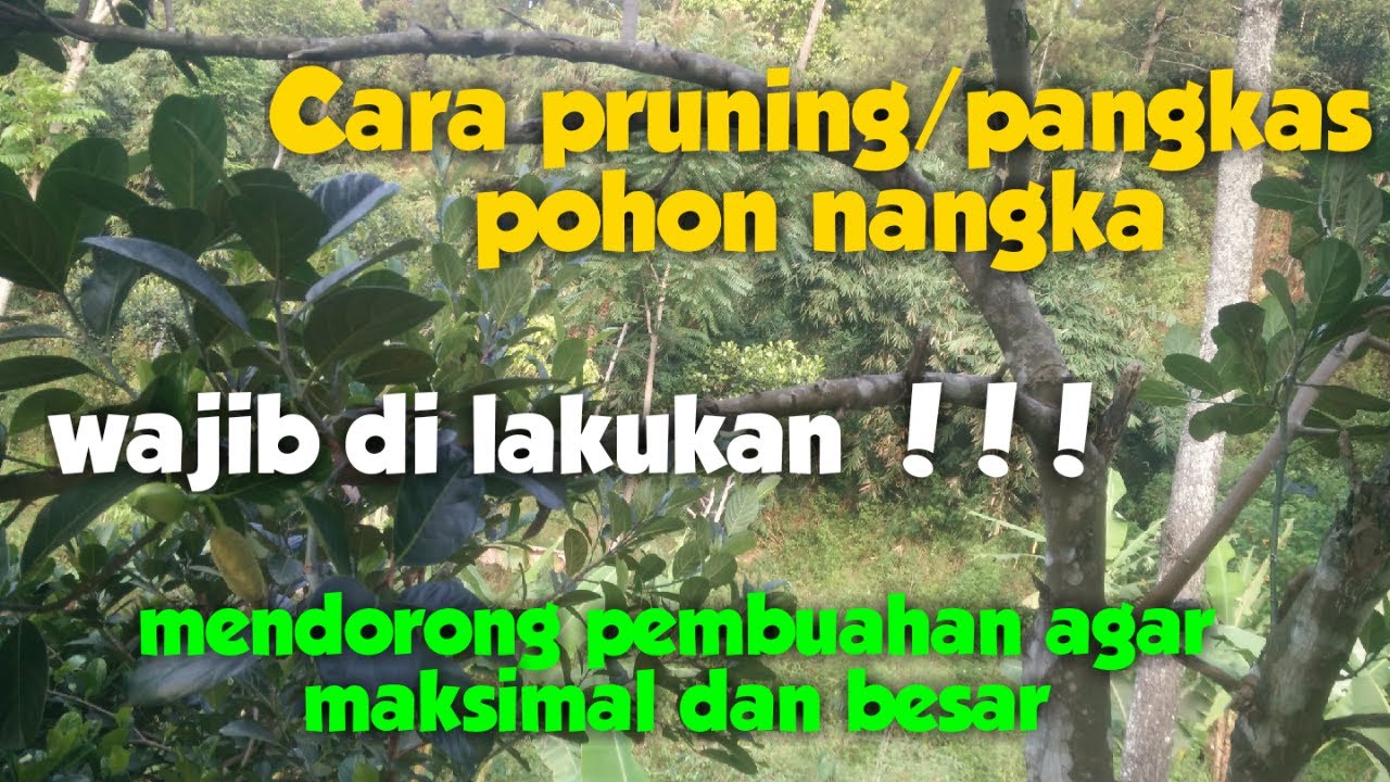 Pruning/Pangkas pohon nangka - YouTube