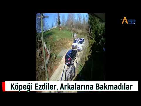 Köpeği Ezdiler, Arkalarına Bakmadılar