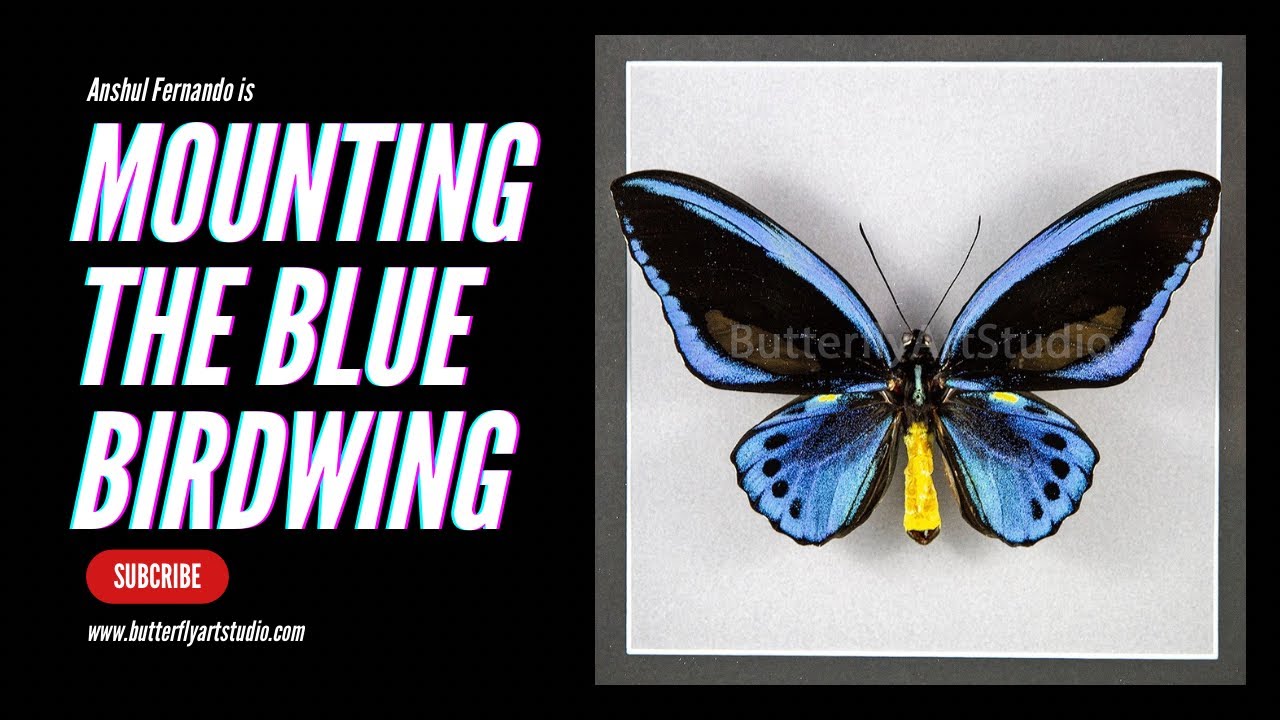 How to mount the Blue Birdwing butterfly. #butterfly #birdwing # ...