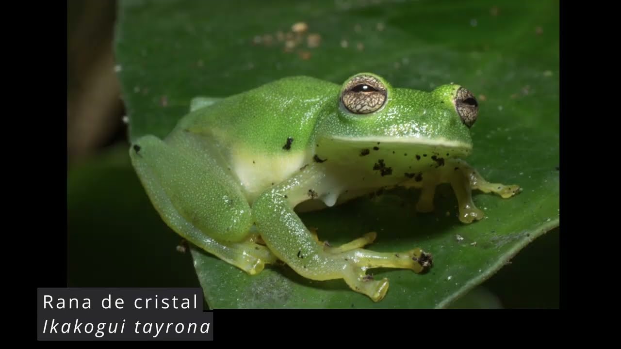 Cantos de Ranas de la Sierra Nevada de Santa Marta. Juego - YouTube