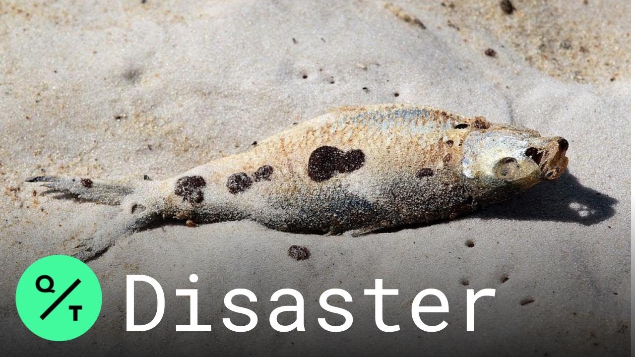 Oil Pollution Found in Fish 10 Years After BP Oil Spill - YouTube