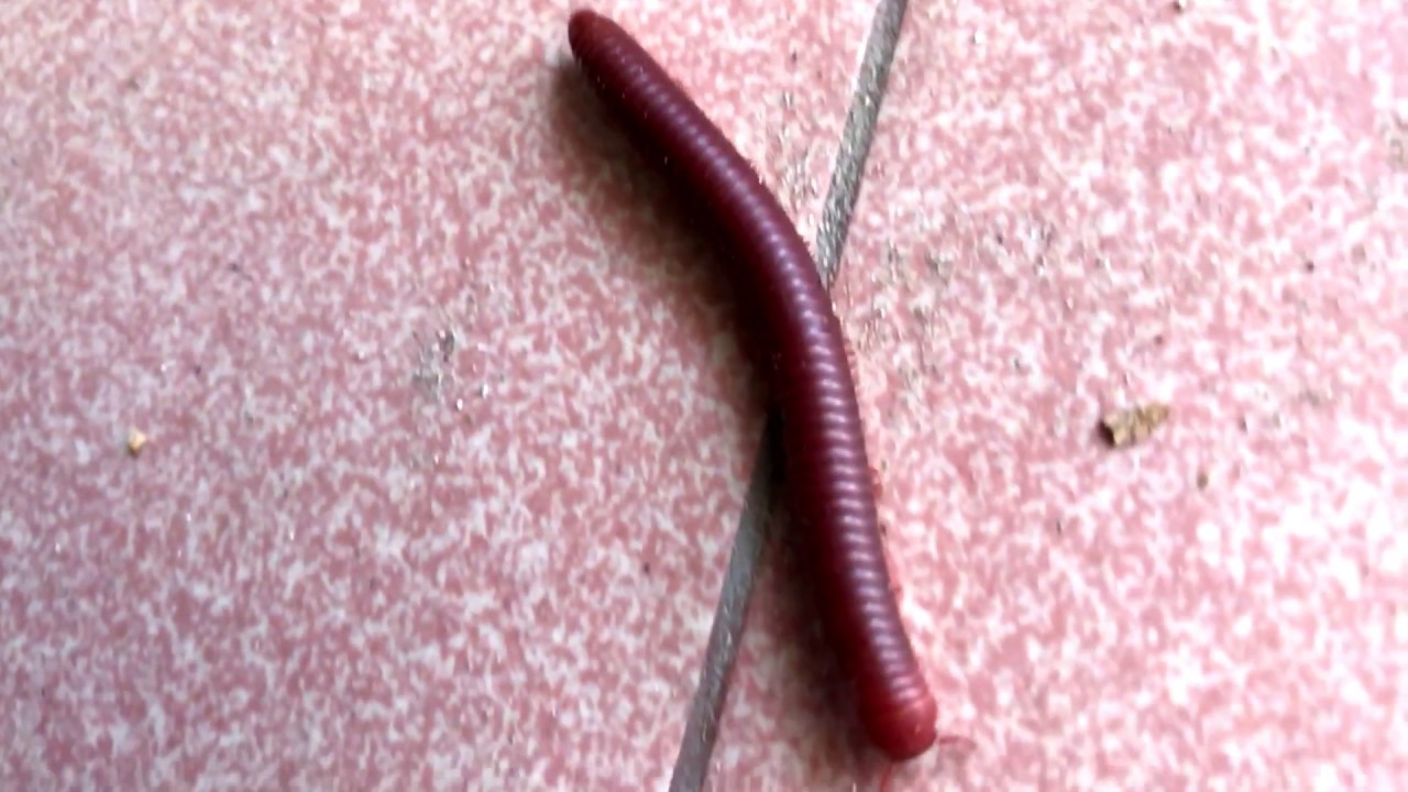 It’s a kecho the kecho word from Bengali So I capture it with iPhone ...