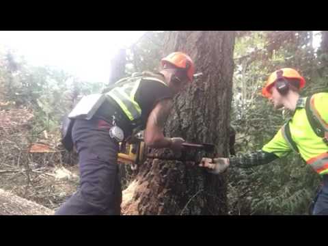 Falling timber,stacking wedges. - YouTube