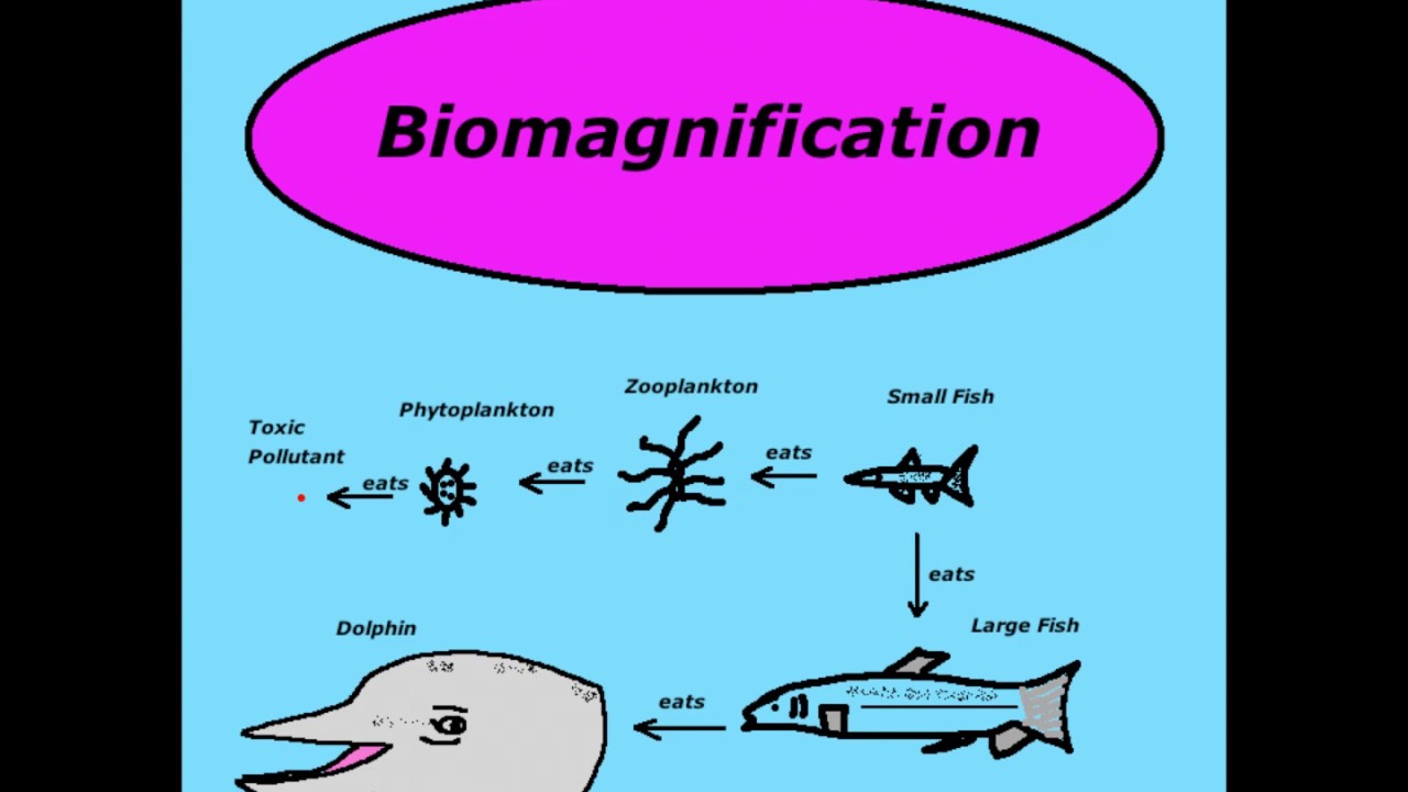 Biomagnification - Kidz Learn Applications™ - YouTube