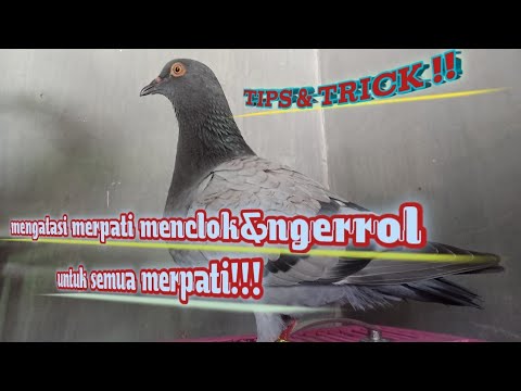 MENGATASI MERPATI MENCLOK/NGEROL DI LEPASAN❗❗❗❗❗AREK BREBES