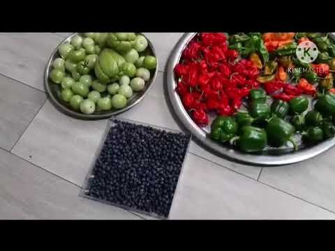 Shokher Bagan - Last harvest - Green pepper, tomatoes and naga morris ...