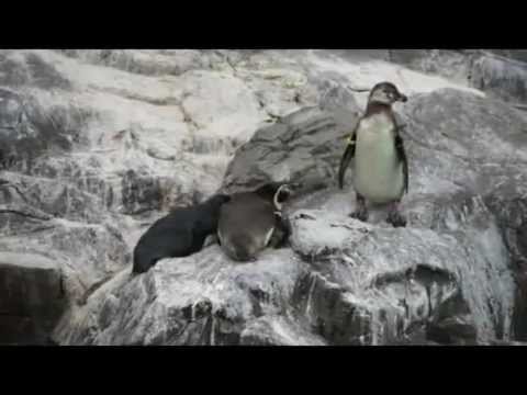 Penguen Arkadaşını Düşürdü :)