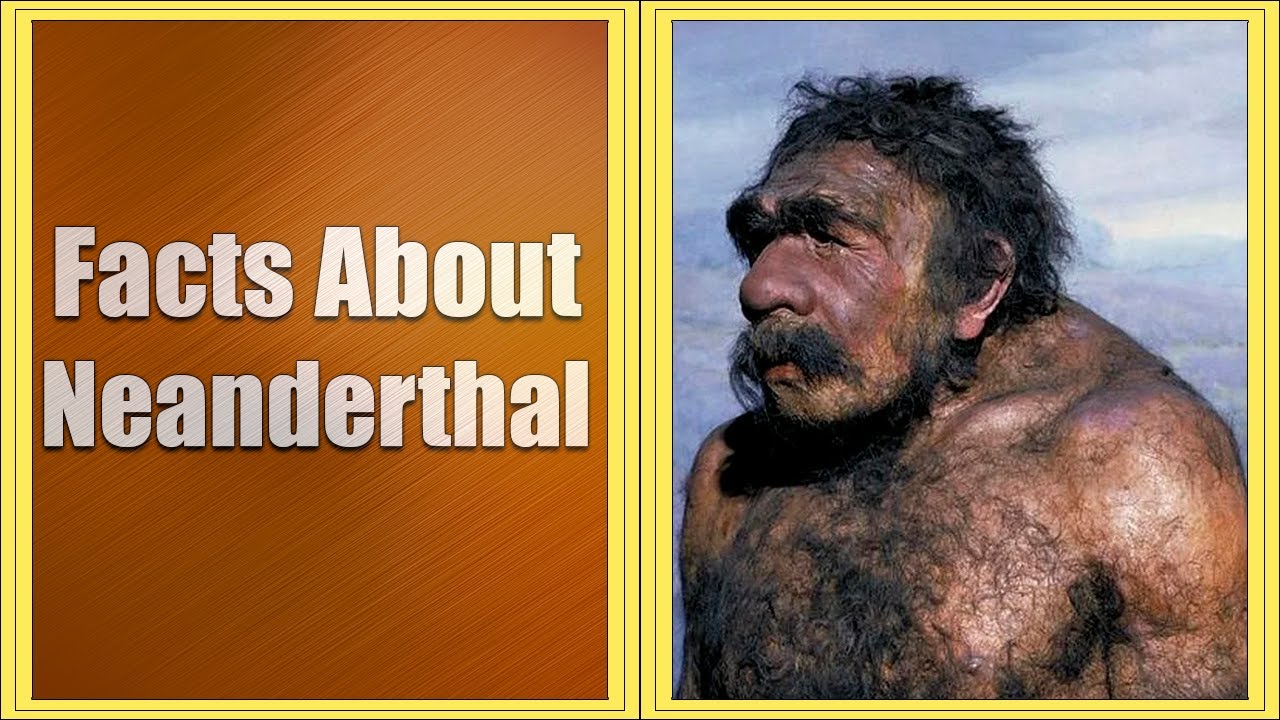 Neanderthal Facts | Species, Appearance, Brain Size - YouTube