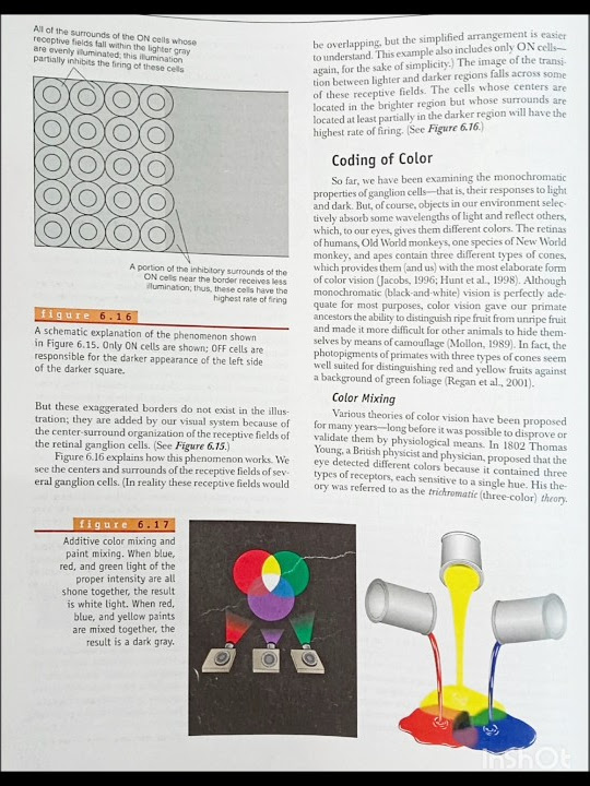 Coding of visual information in retina, Striate Cortex #coding #retina #visualsystem #cortex ...