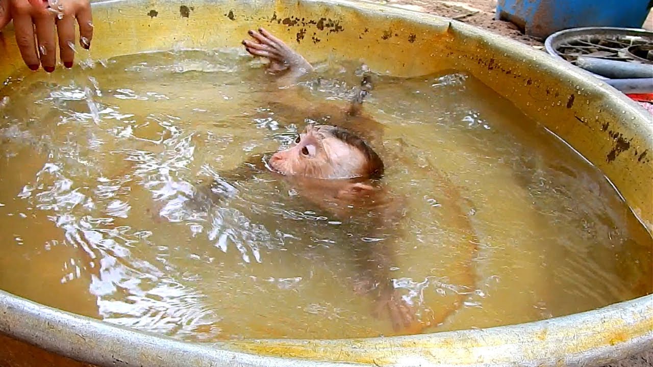 Monkey Baby Maly happy bathe - YouTube