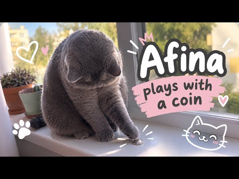 🐱 Afina Plays with a Coin 🪙🐾 | The Cutest Cat Game!📝 