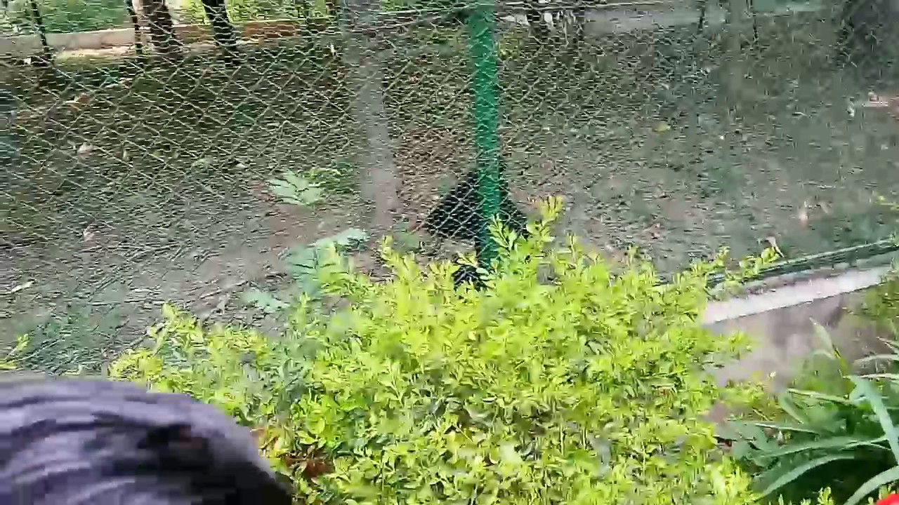 Funny hukku monkey Lucknow zoo - YouTube