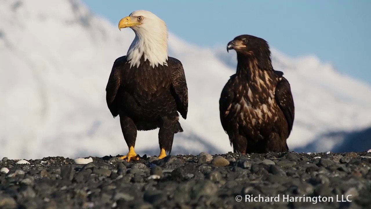 Eagles Documentary - YouTube