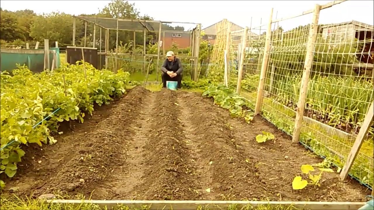 Allotment update 27/7/20 Cropping over 130lb of second early spuds ...