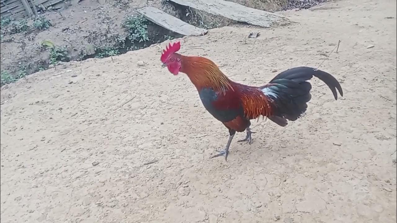 qaib dib qaib qus 2023 2024 - YouTube