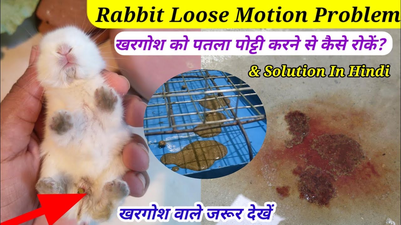 Rabbit Loose Motion Problem&Solution In Hindi/Urdu? खरगोश को पतला ...