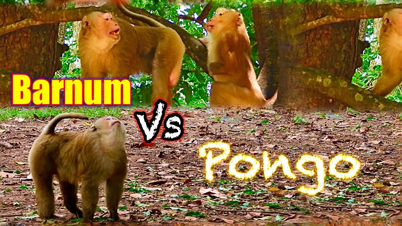 Barnum Vs Pongo..!! Barnum is the one who makes scars on the face of ...