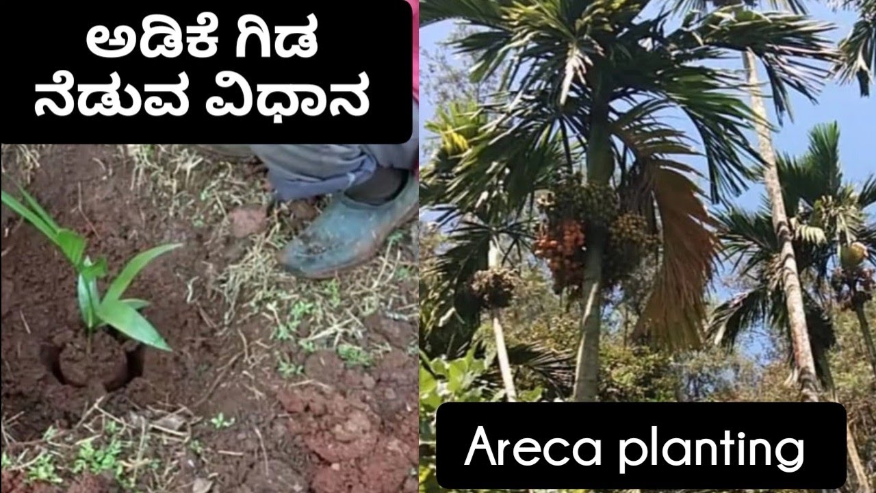 Areca planting method / Beetle nut planting method - YouTube