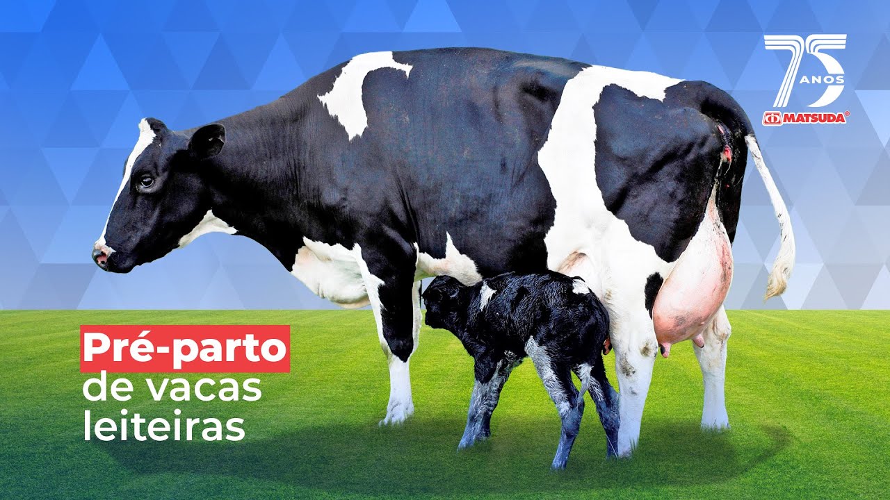 Vaca Prenha Solta Muco - RETOEDU
