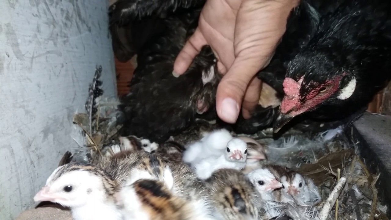 Nova ninhada de galinha D'angola(capote,coco, guiné) - YouTube