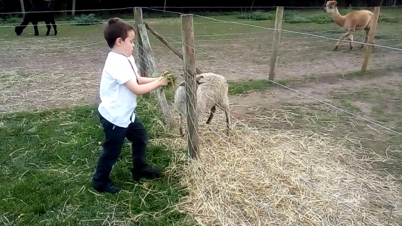 Dobbies garden centre Nuneaton - YouTube