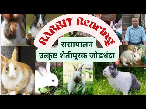 Rabbit Rearing Farming business- ससे पालन, जाती, Training, Subsidy ...