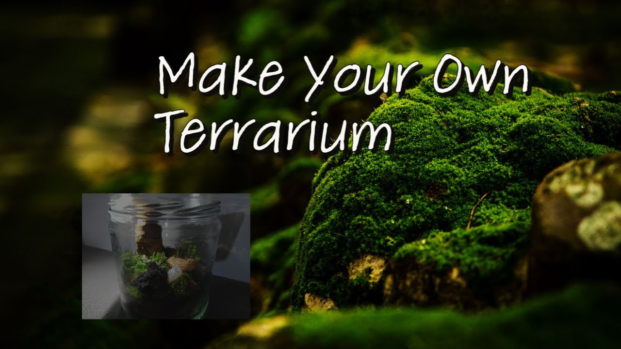 DIY Terrarium: Create Your Own Miniature Garden | Make a Small Forrest ...