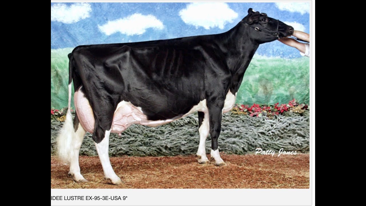 Monamore Lustrees Haniko - Number 1 EBI Holstein Cow at Baileys Irish ...