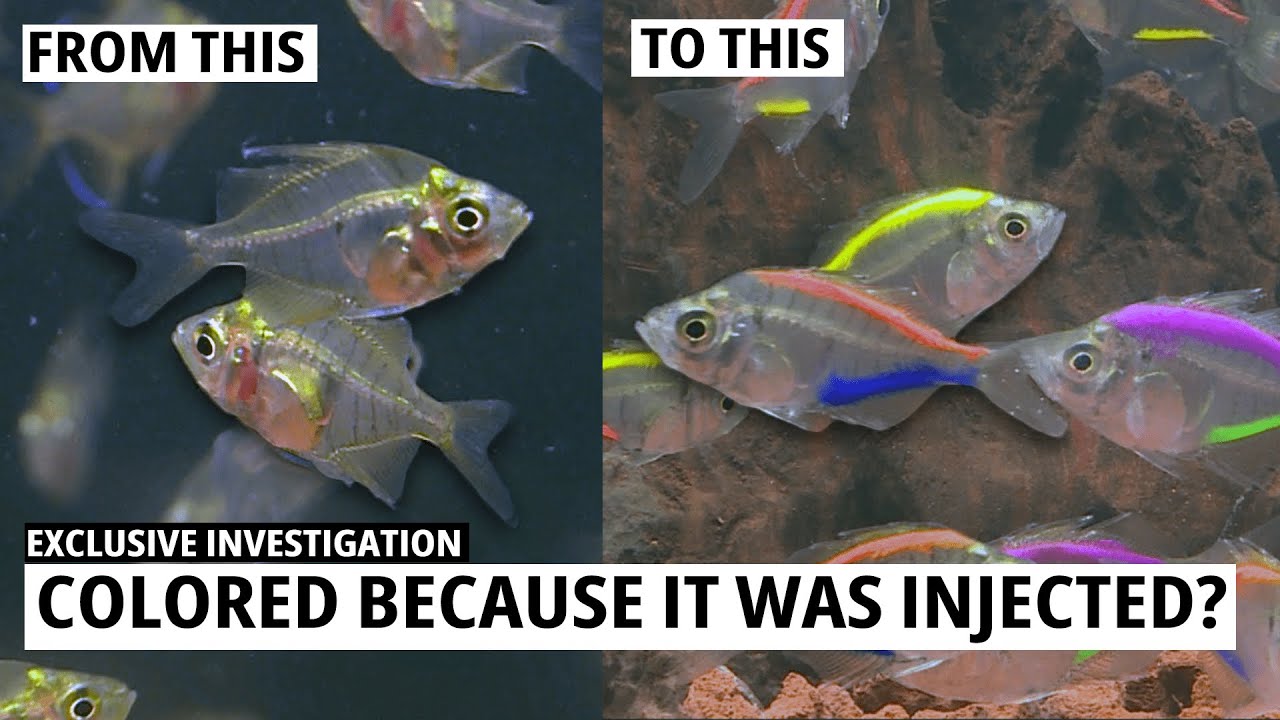 Undercover Investigation: Colored Fish Scandal in the Indonesian Market ...