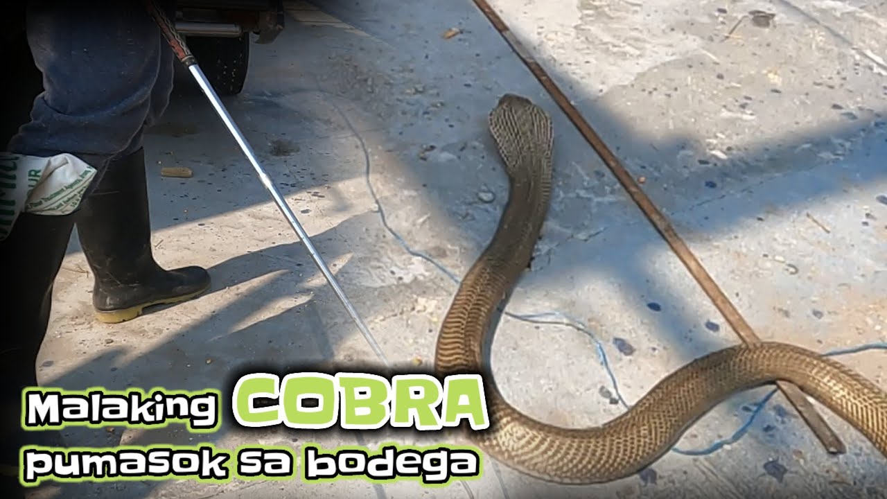 Malaking cobra pumasok sa bodega | Tropang tuklaw - YouTube