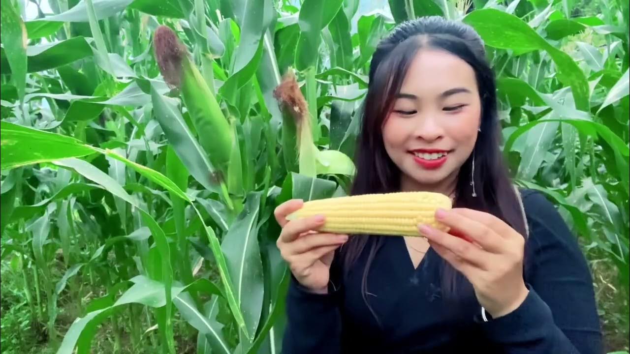 Paj tshiab mus Ntais pob kws hau noj nawb qab tiag tiag li os - YouTube