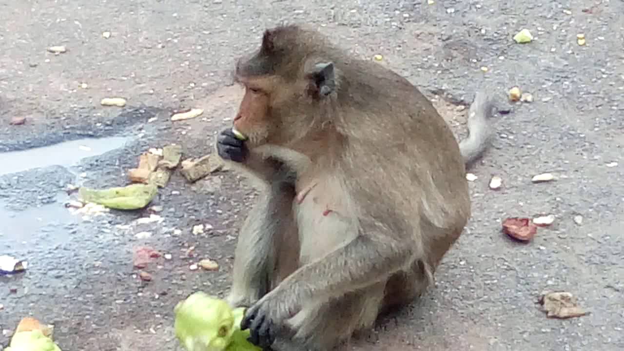 Monkeys eat guava - YouTube