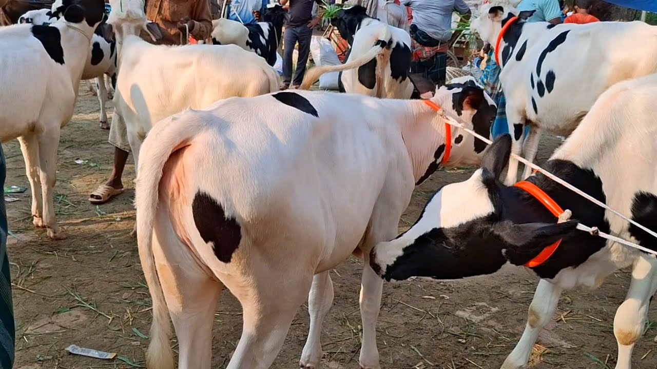 ১৬/১১/২০২৫ || ডাকুমারা গরুর হাটের চিত্র খামার উপযোগী ফ্রিজিয়ান বকনা ...