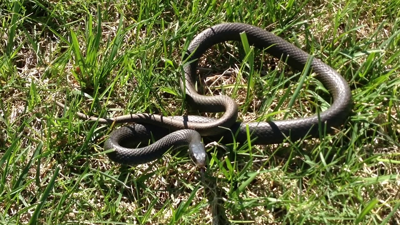 Black Racer Snake we saw at Cracker Barrel parking lot - YouTube