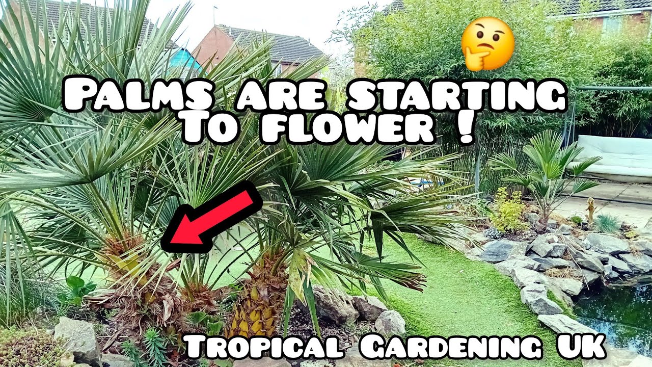 The PALM TREES are Starting to FLOWER! 🌴 Tropical Gardening UK - YouTube