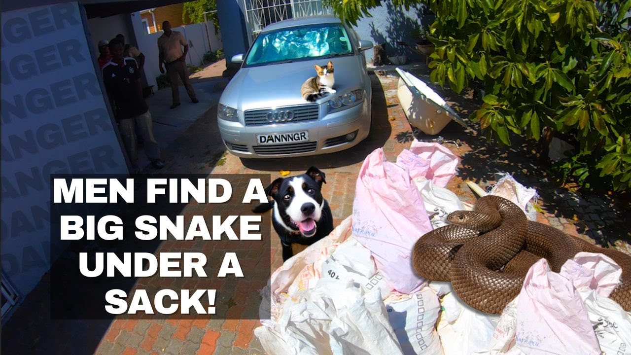 MEN FIND SNAKE UNDER A SACK! - YouTube