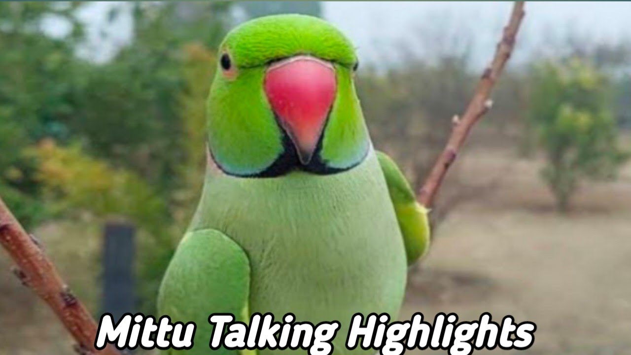 Mittu Talking Highlights | Talking Parrot Mittu - YouTube