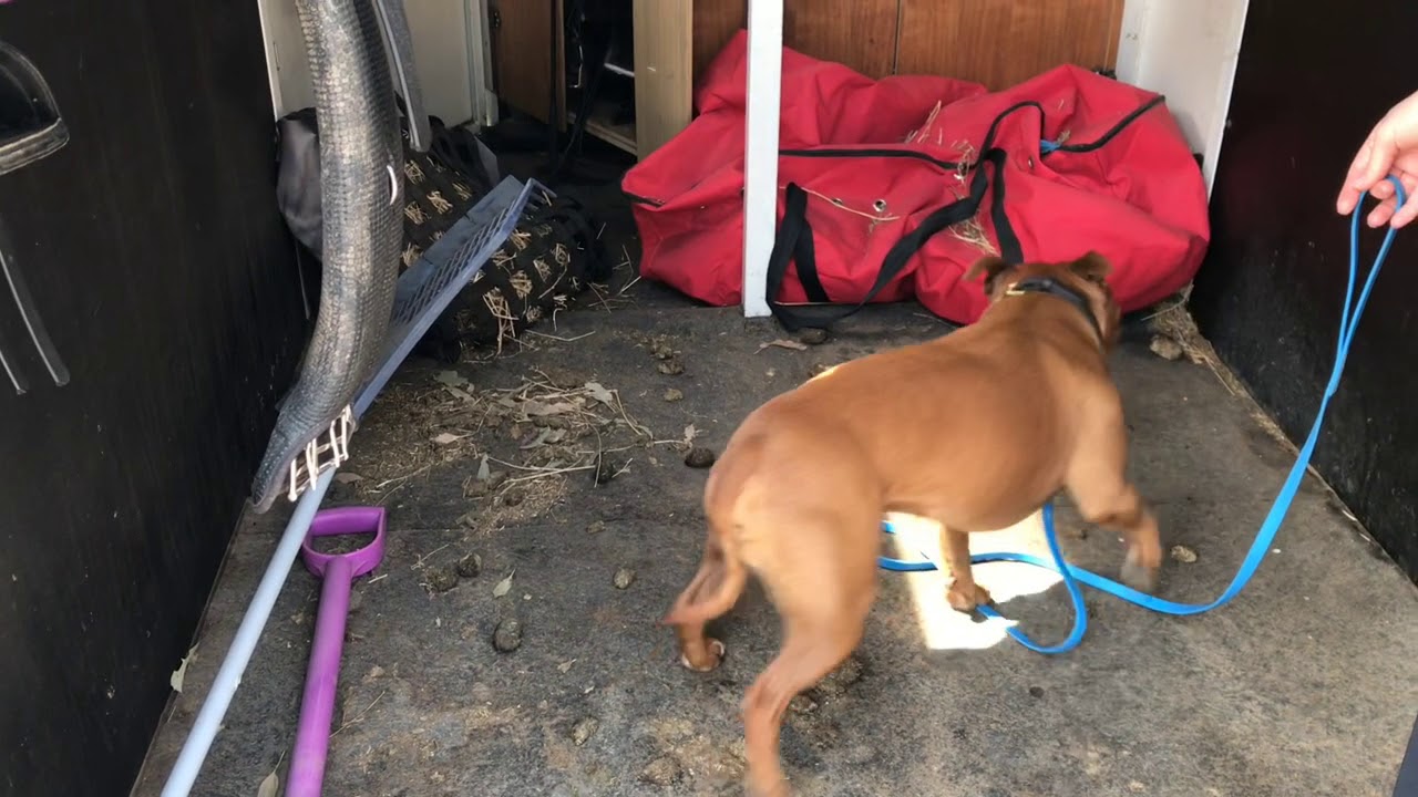 Archie Anise horse float 20 Sept 19 - YouTube