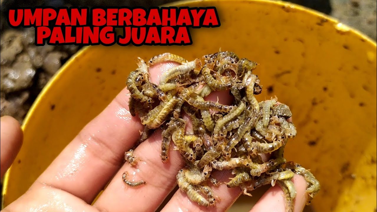 Cara Mencari Lembayang / Otet Dan Pasang Ke Kail !!! - YouTube