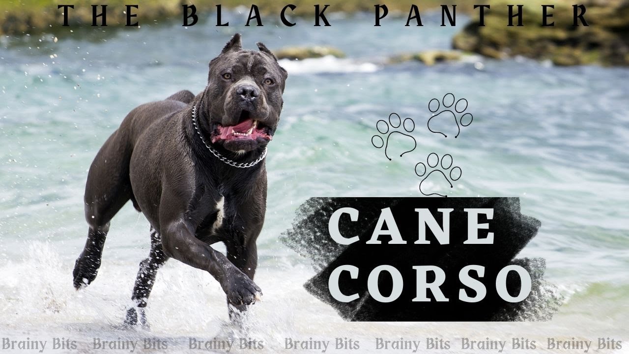 The Majestic Cane Corso: A Closer Look at Italy's Powerful Guardian ...