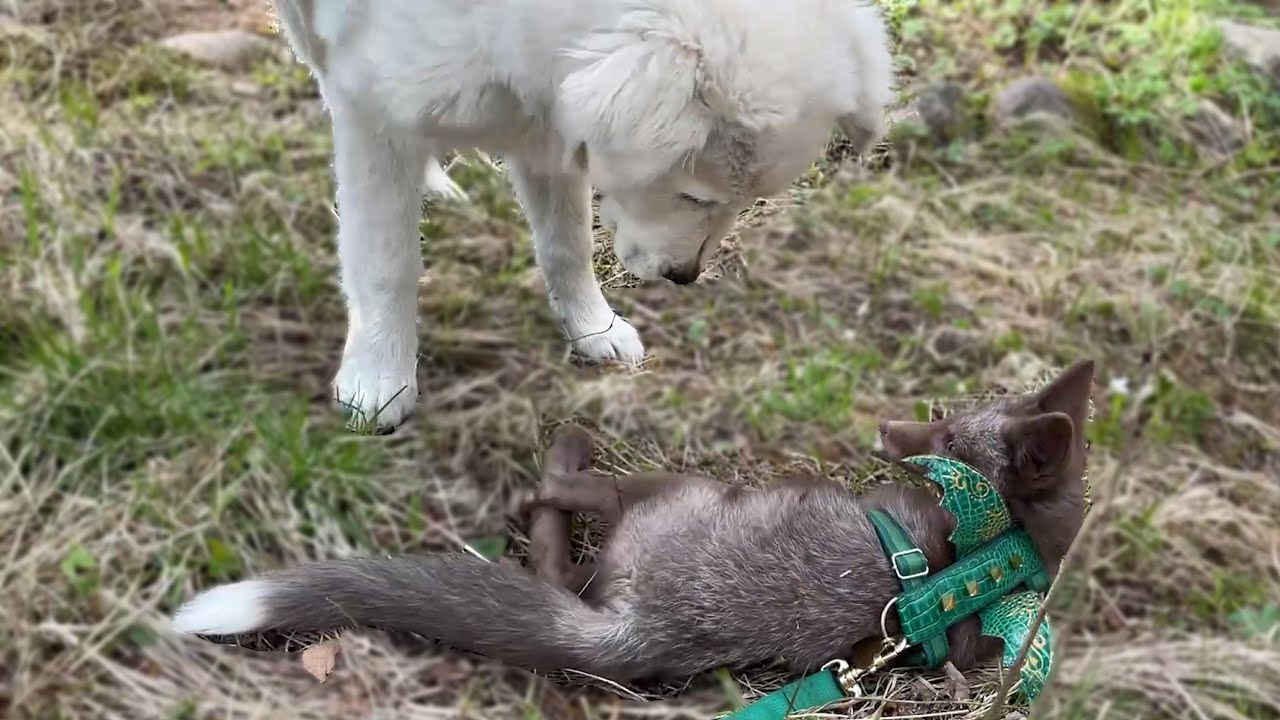 Fox's first meeting with a dog - YouTube