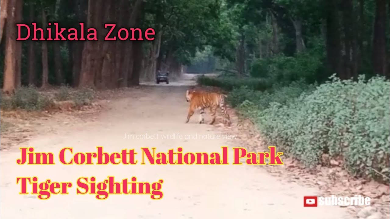 Tiger Sighting l Jim Corbett National Park l Dhikala Zone l Jungle ...