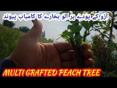 How To Graft Fruit Tree | Multi Grafted Peach Tree | How To Graft Plum ...