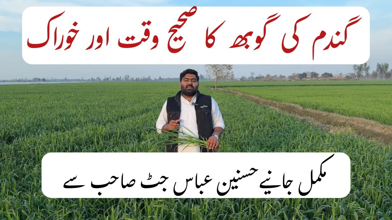 Wheat Booting & Fruiting Stage: Right Time and Proper Nutrition - YouTube