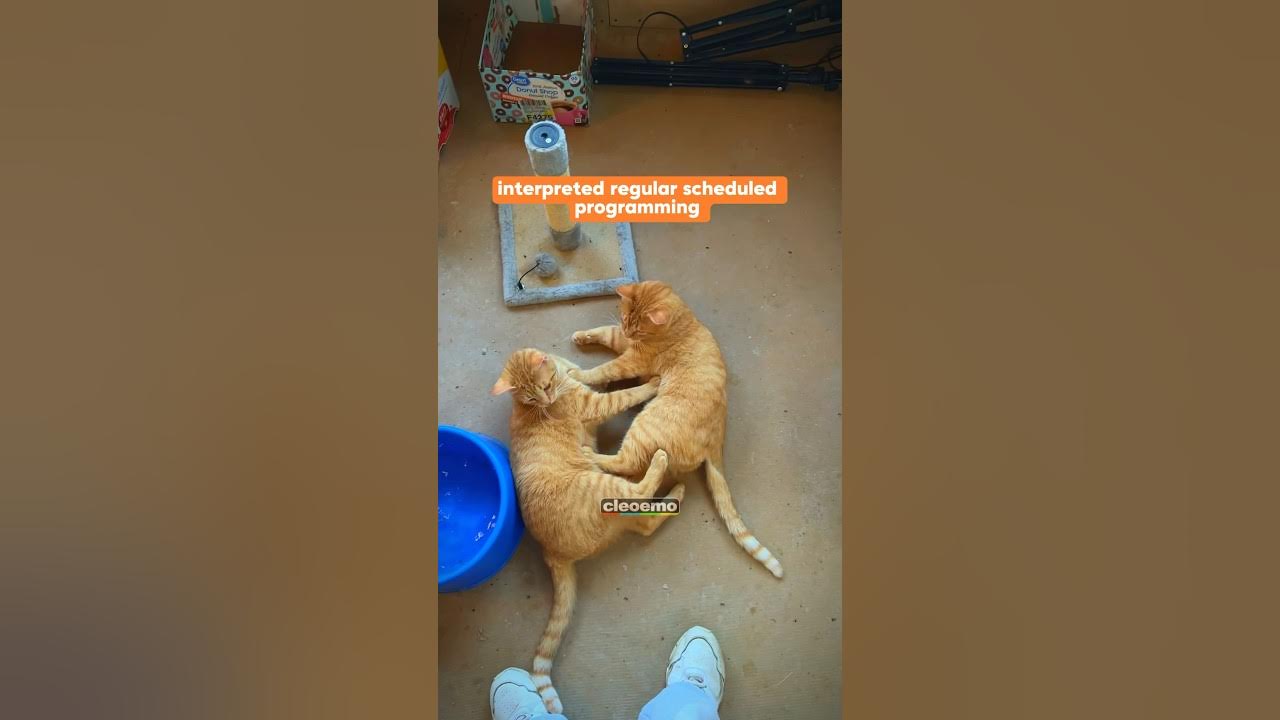 interrupted regular scheduled programming - YouTube