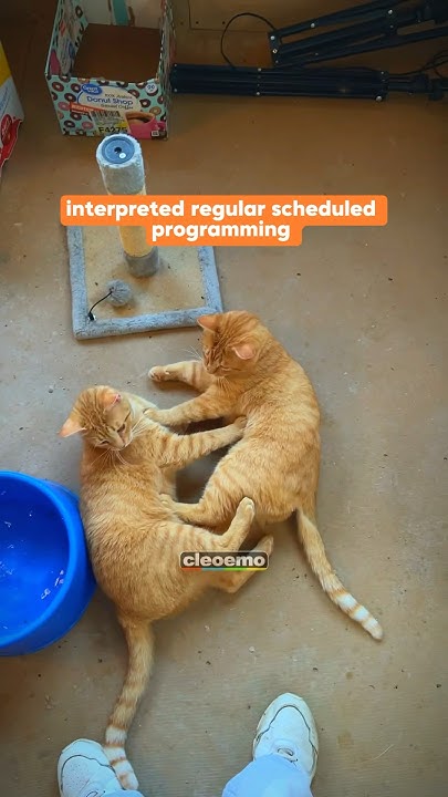 interrupted regular scheduled programming - YouTube