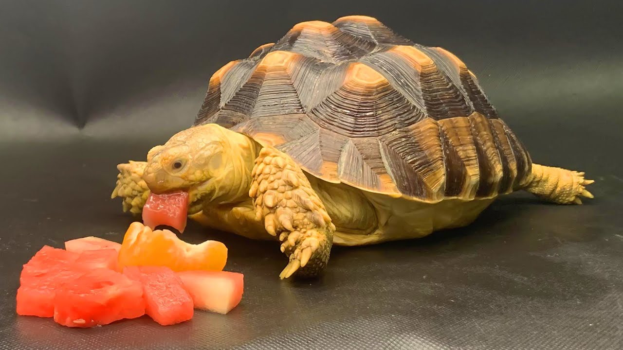 ASMR Turtles ASMR Turtle Party Eating Watermelon | Turtle Tortoise ...