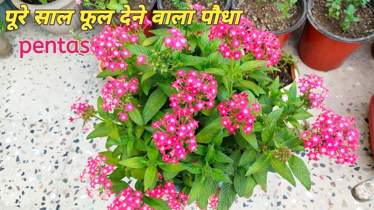How to grow & care pentas plant🌸 || Beautiful Pentas flowering plant ...