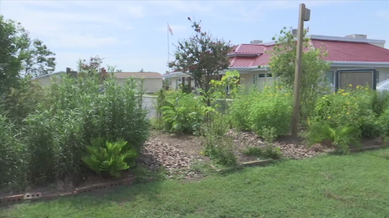 UF IFAS Butterfly and herb garden - YouTube