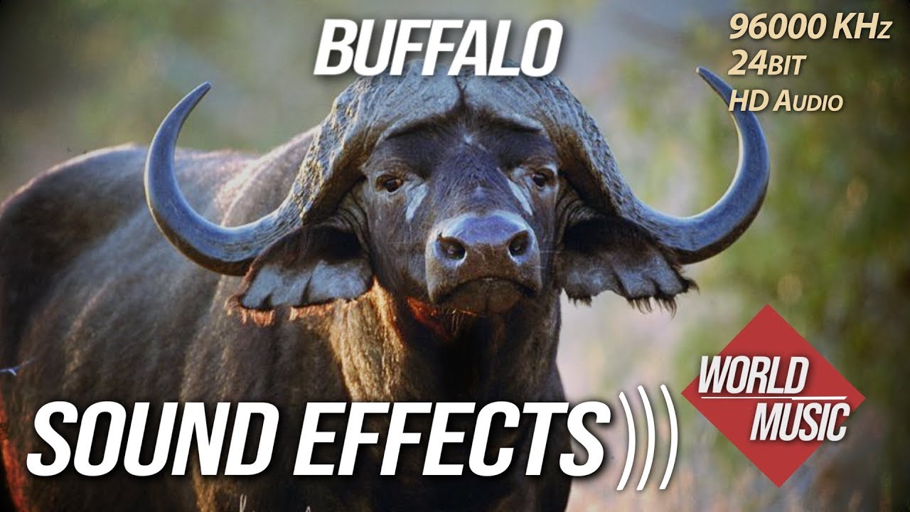 Buffalo Sound Effects HD - YouTube